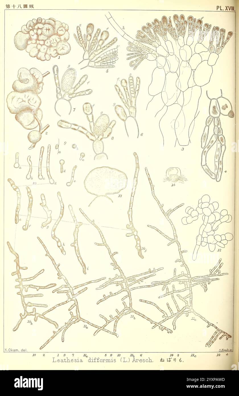 Diverse morphological structures hi-res stock photography and images ...