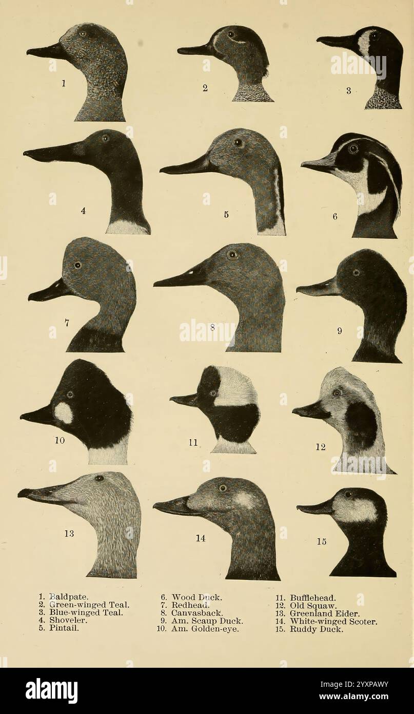 15 distinct duck species hi-res stock photography and images - Alamy