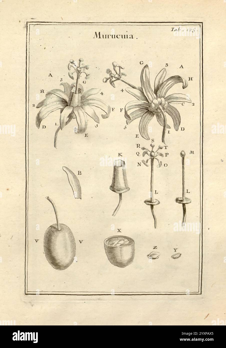 Labeled drawings represent hi-res stock photography and images - Alamy