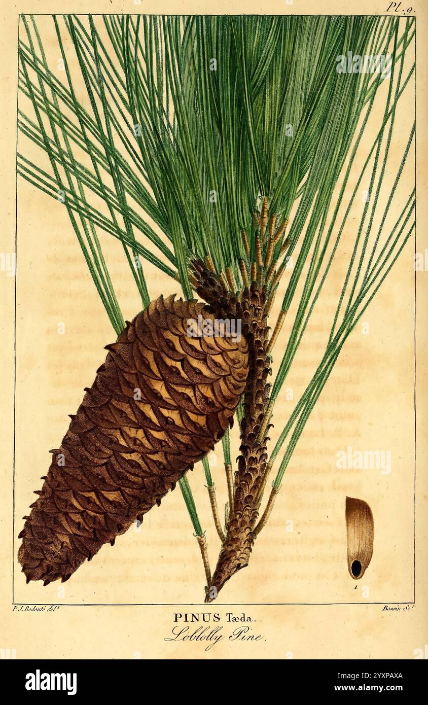 Prominent pine cone hi-res stock photography and images - Alamy