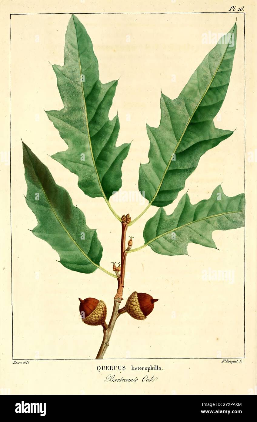 Histoire des arbres forestiers de l'Amérique septentrionale, Paris, L ...