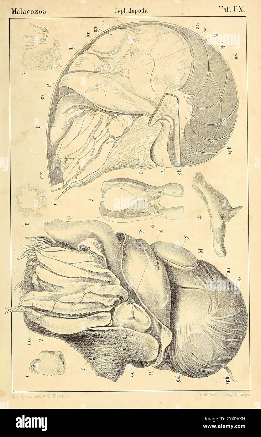 Understanding cephalopod anatomy hi-res stock photography and images ...