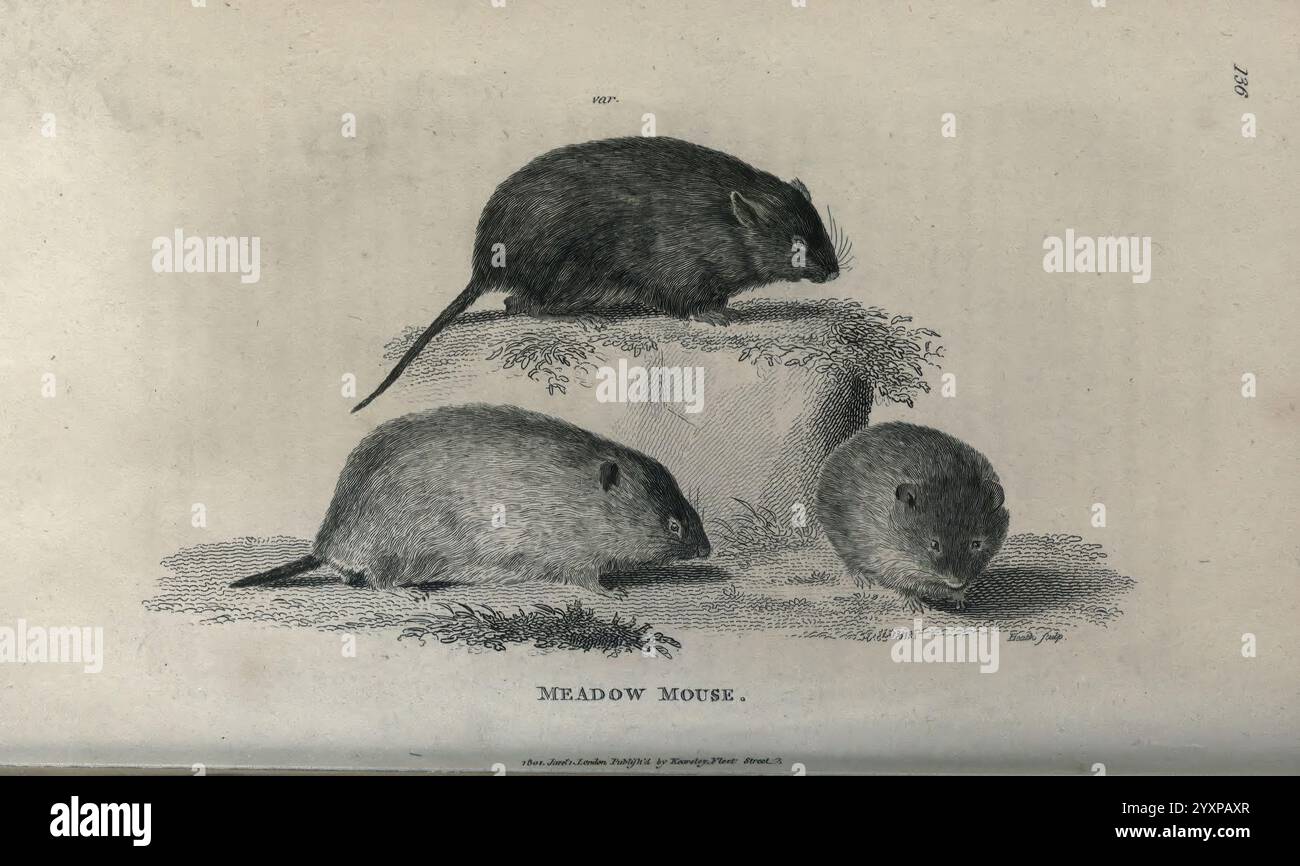 Darker fur coat hi-res stock photography and images - Alamy