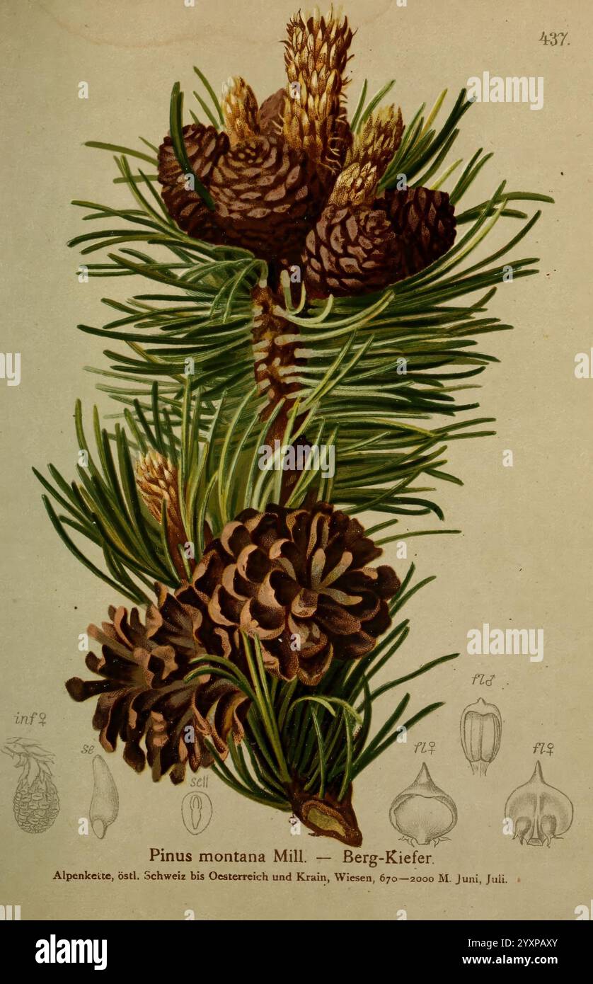 Atlas der Alpenflora, Wien, Alpenvereins, 1882, alps, atlases, mountain ...
