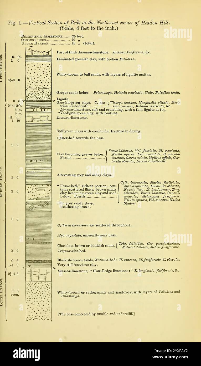 Section highlights different geological features hi-res stock ...