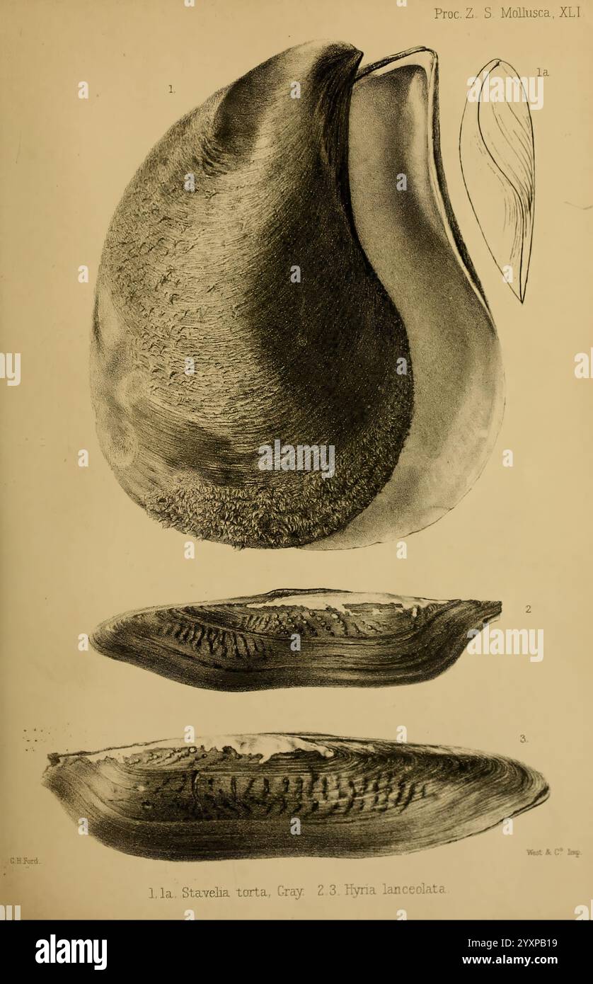 Prominent shell showcases hi-res stock photography and images - Alamy