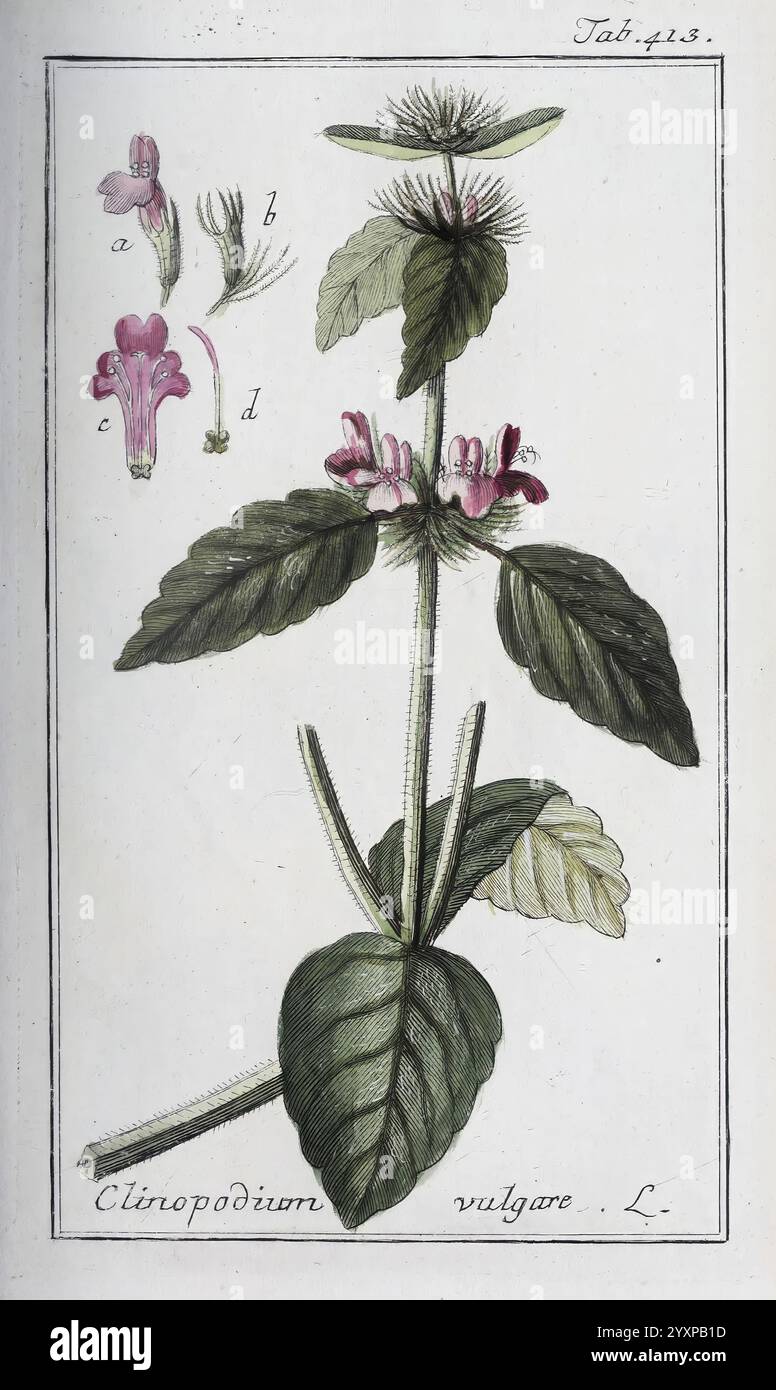 Icones Plantarum Medicinalium, Nürnberg, auf Kosten der Raspischen ...