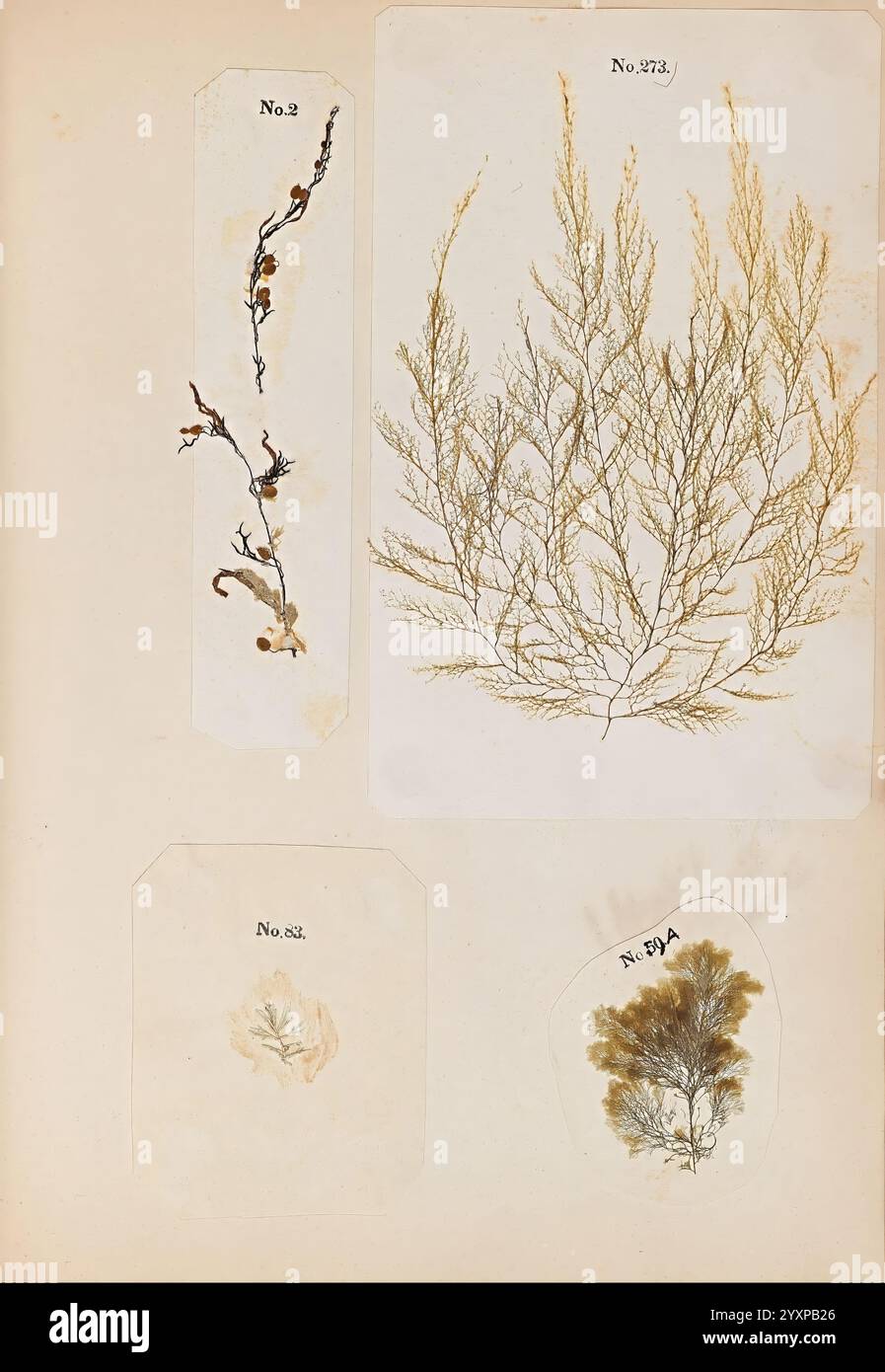 Tiny seaweed growth on hi-res stock photography and images - Alamy