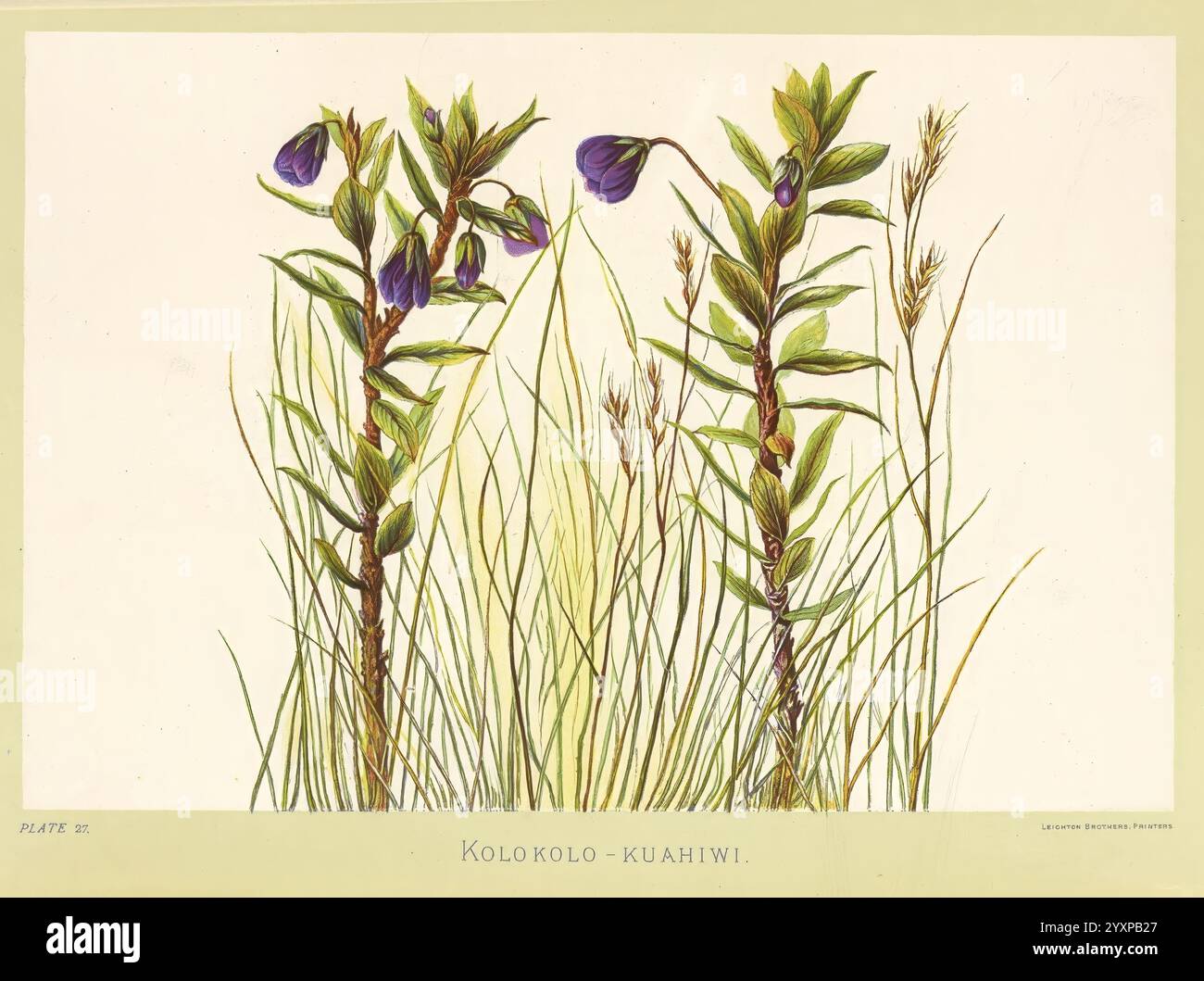 Indigenous, flowers, of, the, Hawaiian, islands, London, Sampson, Low ...