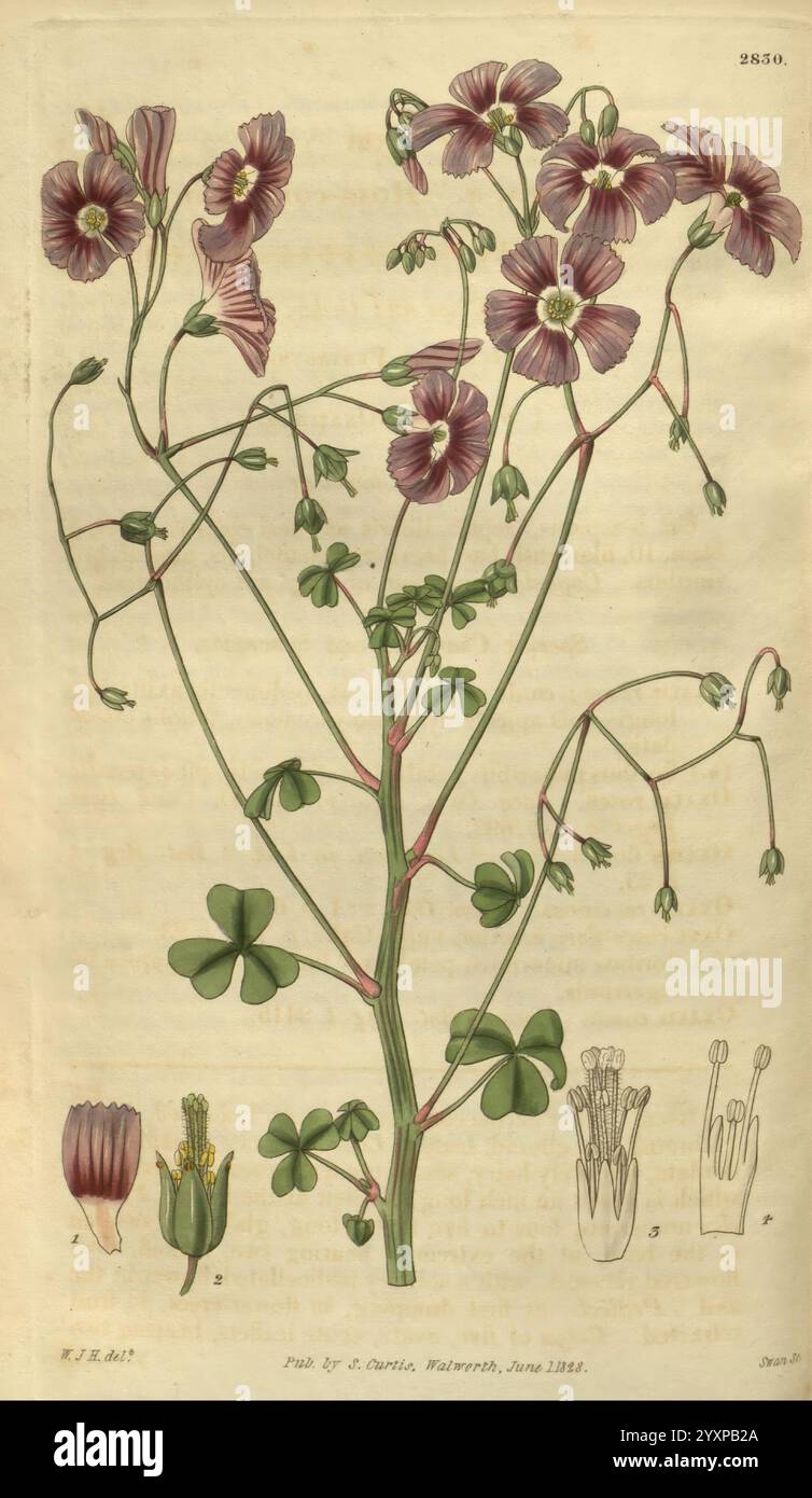 Curtis's botanical magazine London New York etc. botanical illustration botany periodicals ...