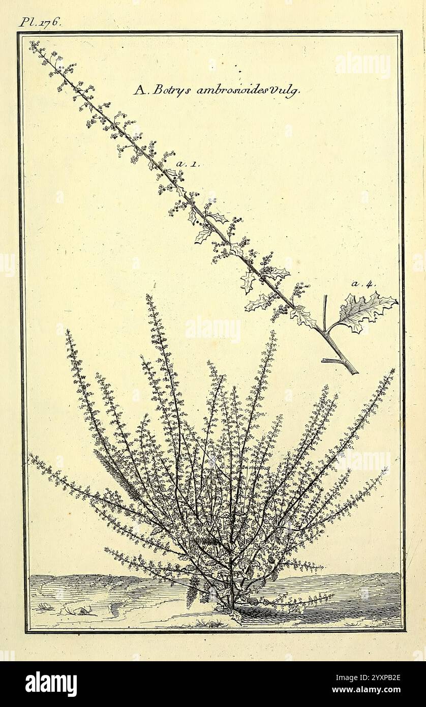 Botrys ambrosioides hi-res stock photography and images - Alamy