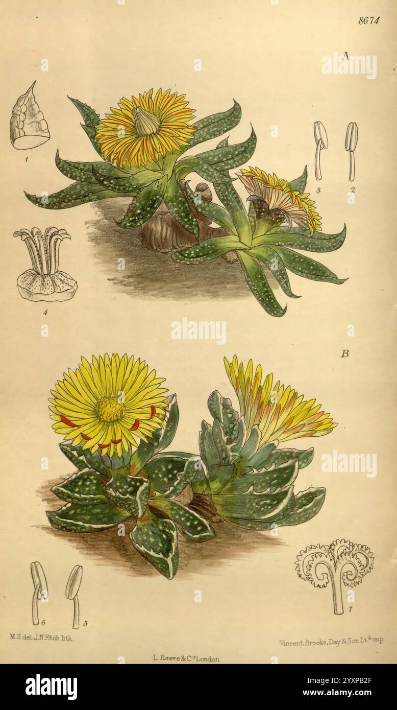 Inviting floral structure hi-res stock photography and images - Alamy