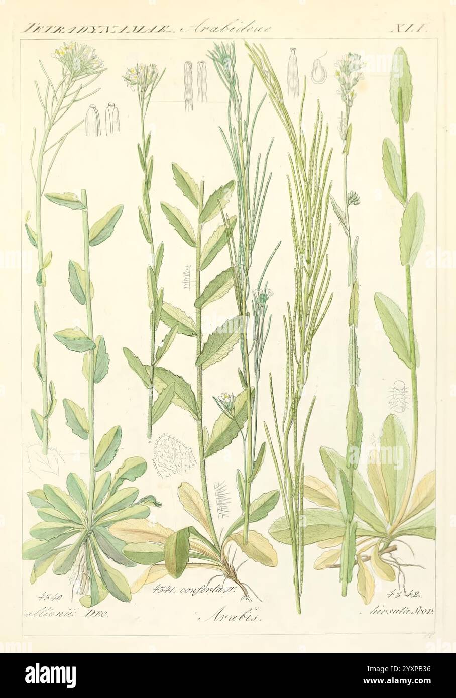 Selection of botanical specimens hi-res stock photography and images ...