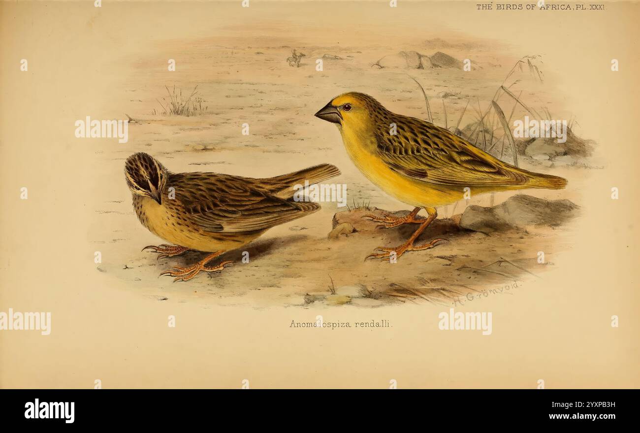 Artwork features two vibrant yellow breasted birds hi-res stock ...