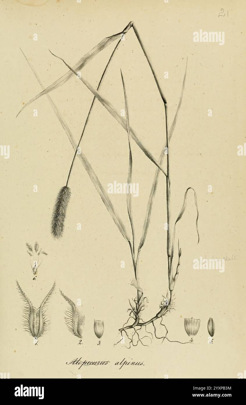 Species Graminum, Petropoli, Impensis Academiae Imperialis Scientiarum ...