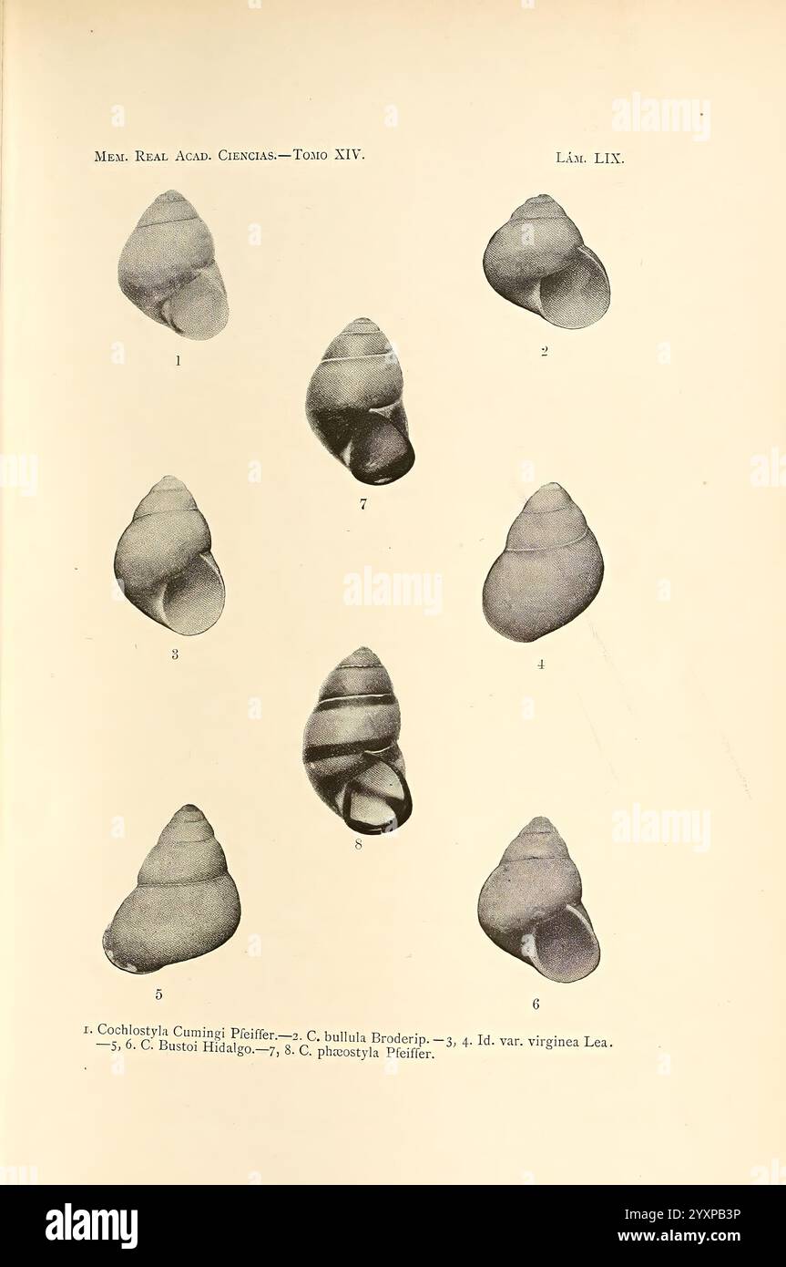 Shell species documentation hi-res stock photography and images - Alamy