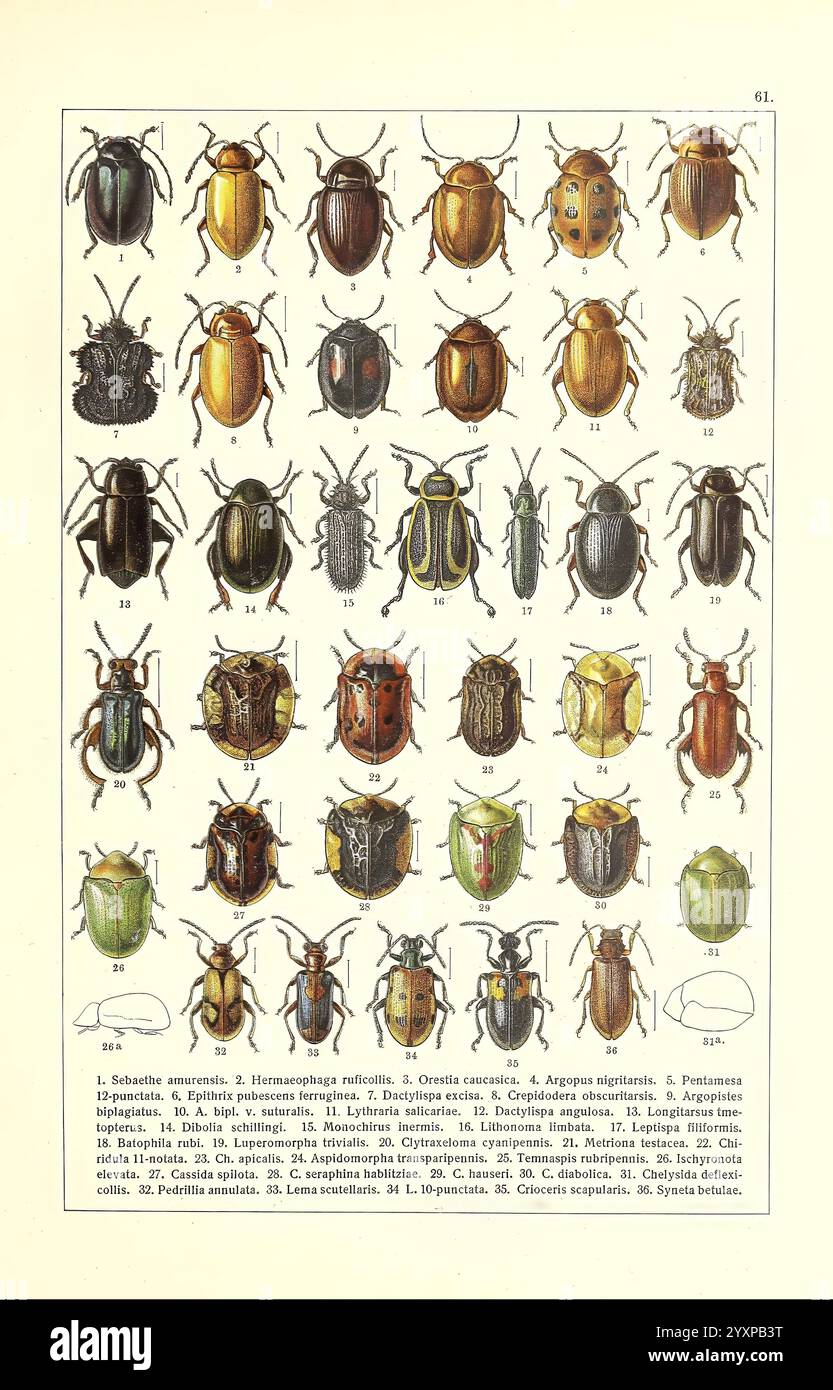 1905 1915 beetles hi-res stock photography and images - Alamy