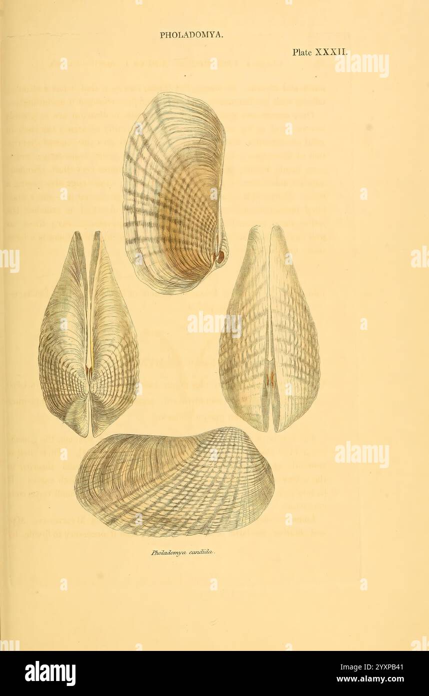 Conchologia systematica, or Complete system of conchology London ...