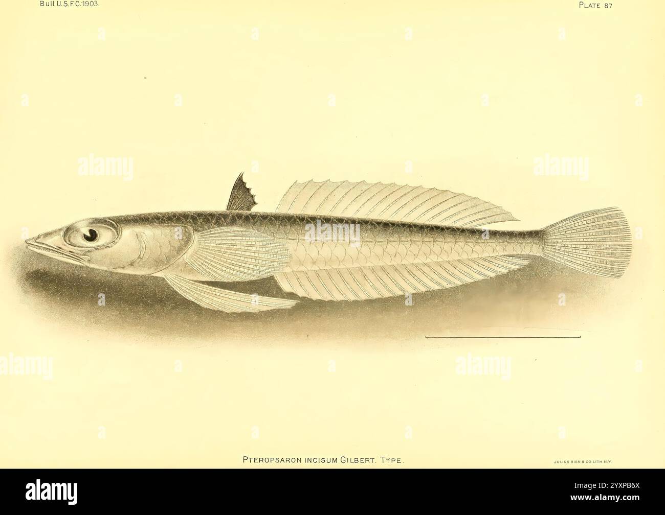 The deep-sea fishes [of the Hawaiian Islands] Washington, Govt. Print ...