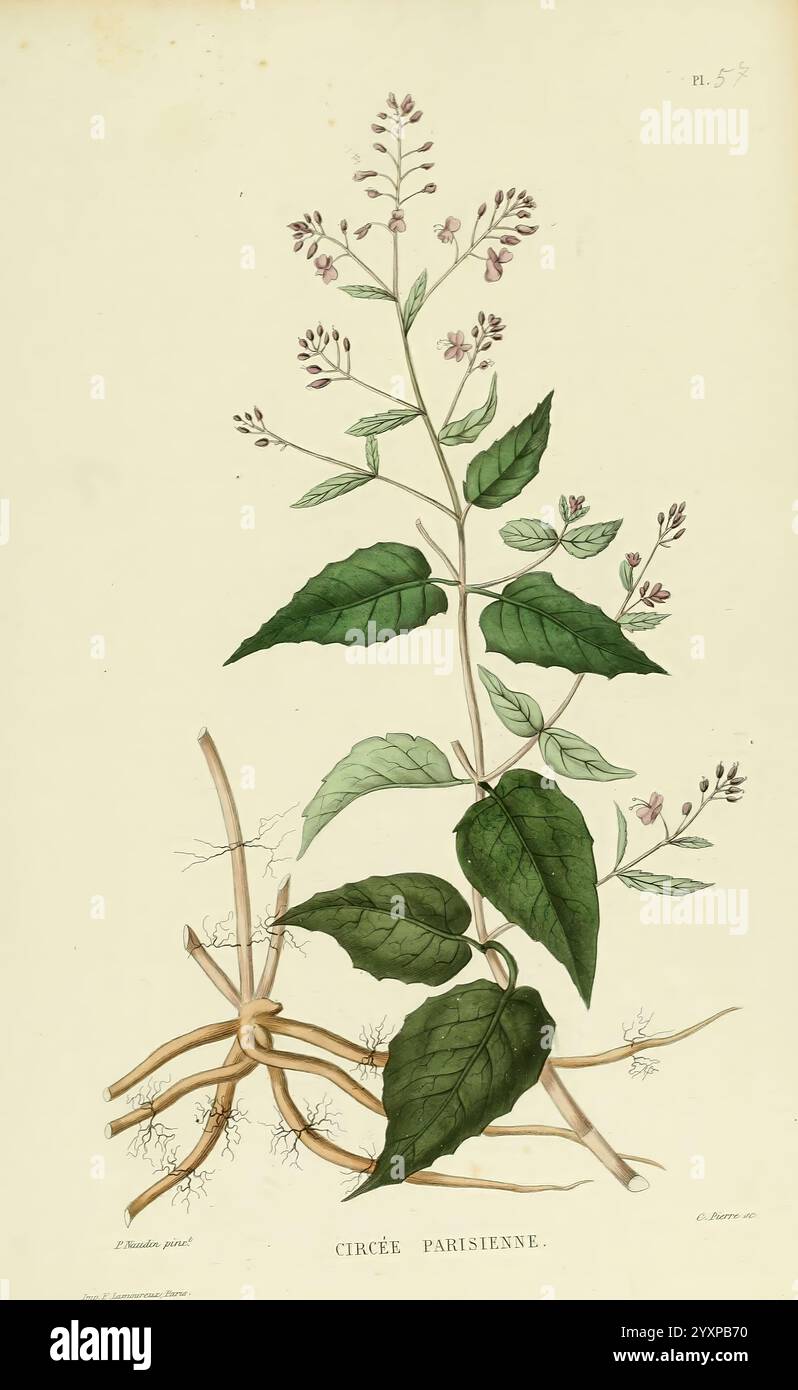 Showcasing detailed botanical features hi-res stock photography and ...