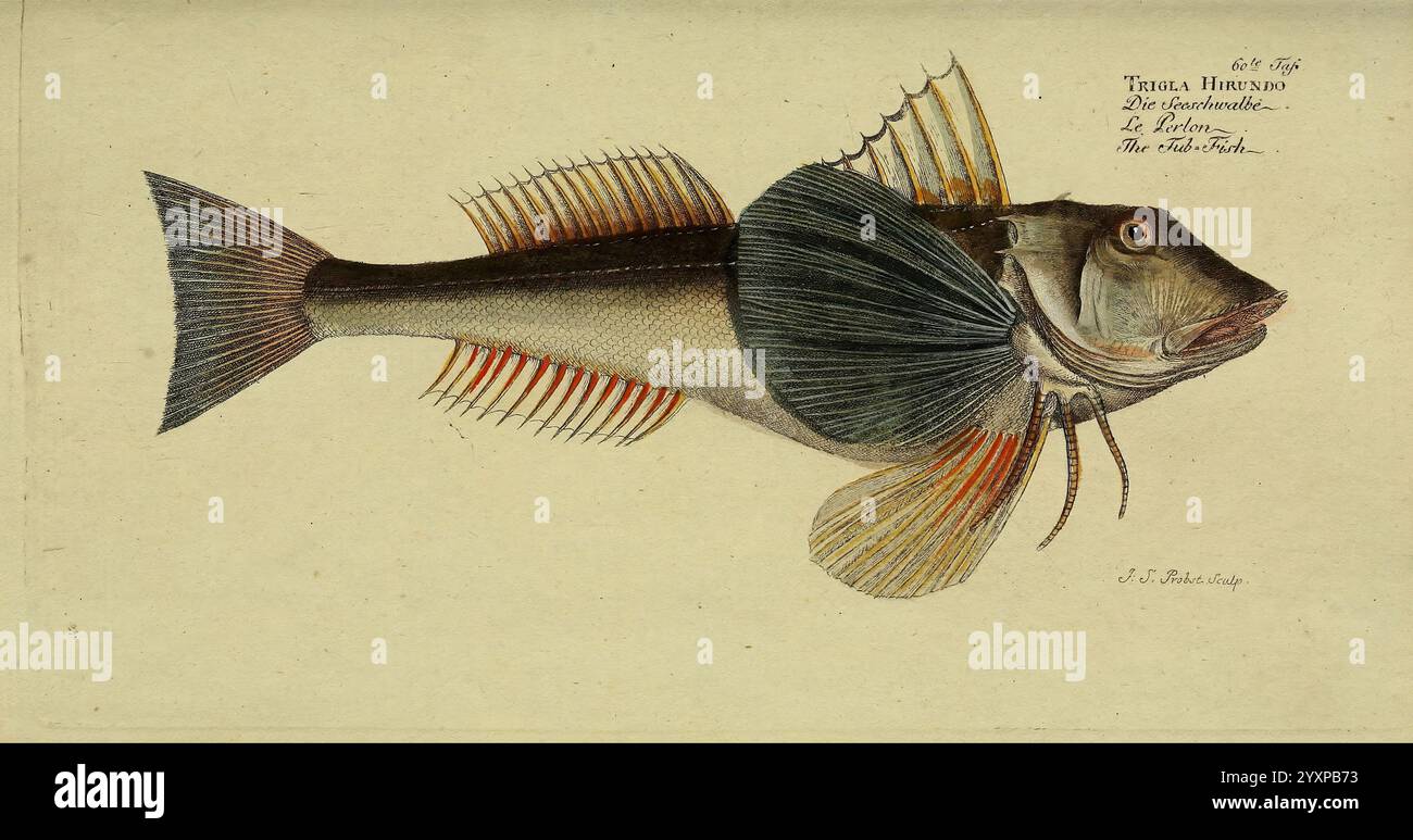 Tiburon hurlino hi-res stock photography and images - Alamy