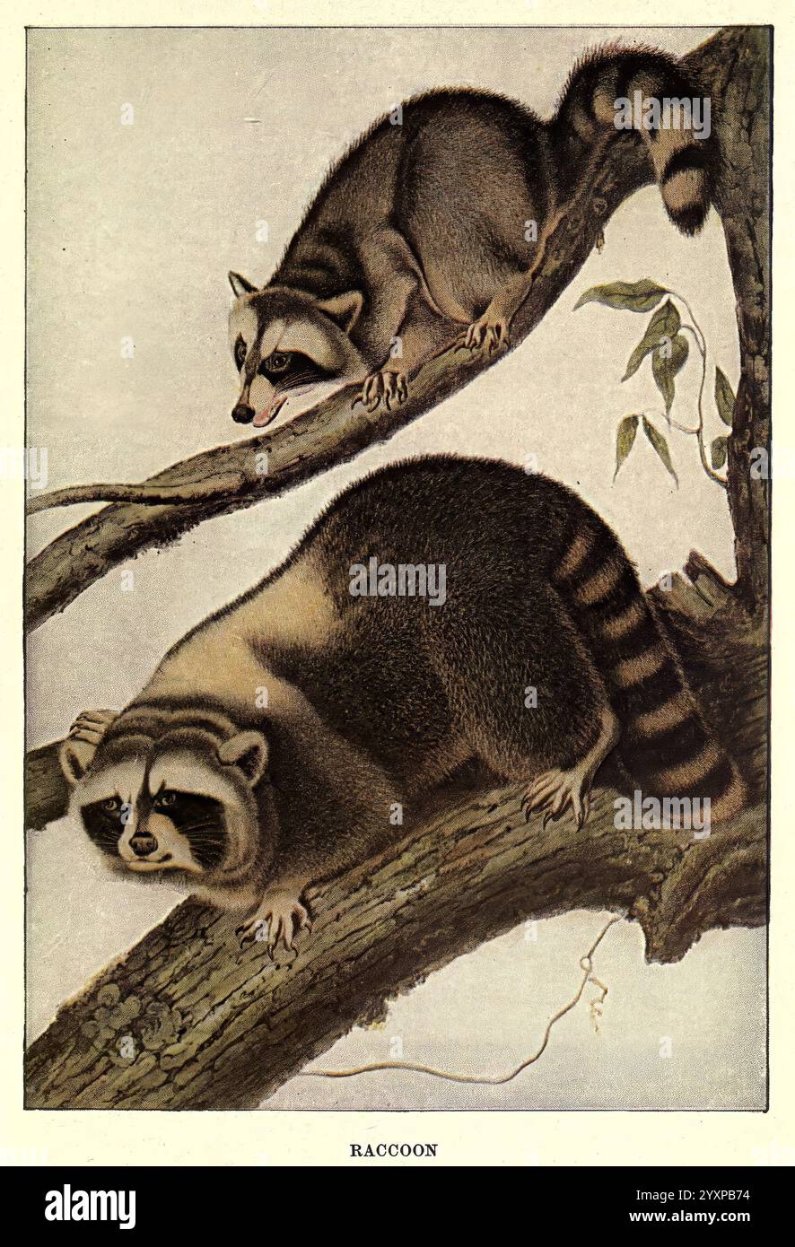 Larger raccoon hi-res stock photography and images - Alamy