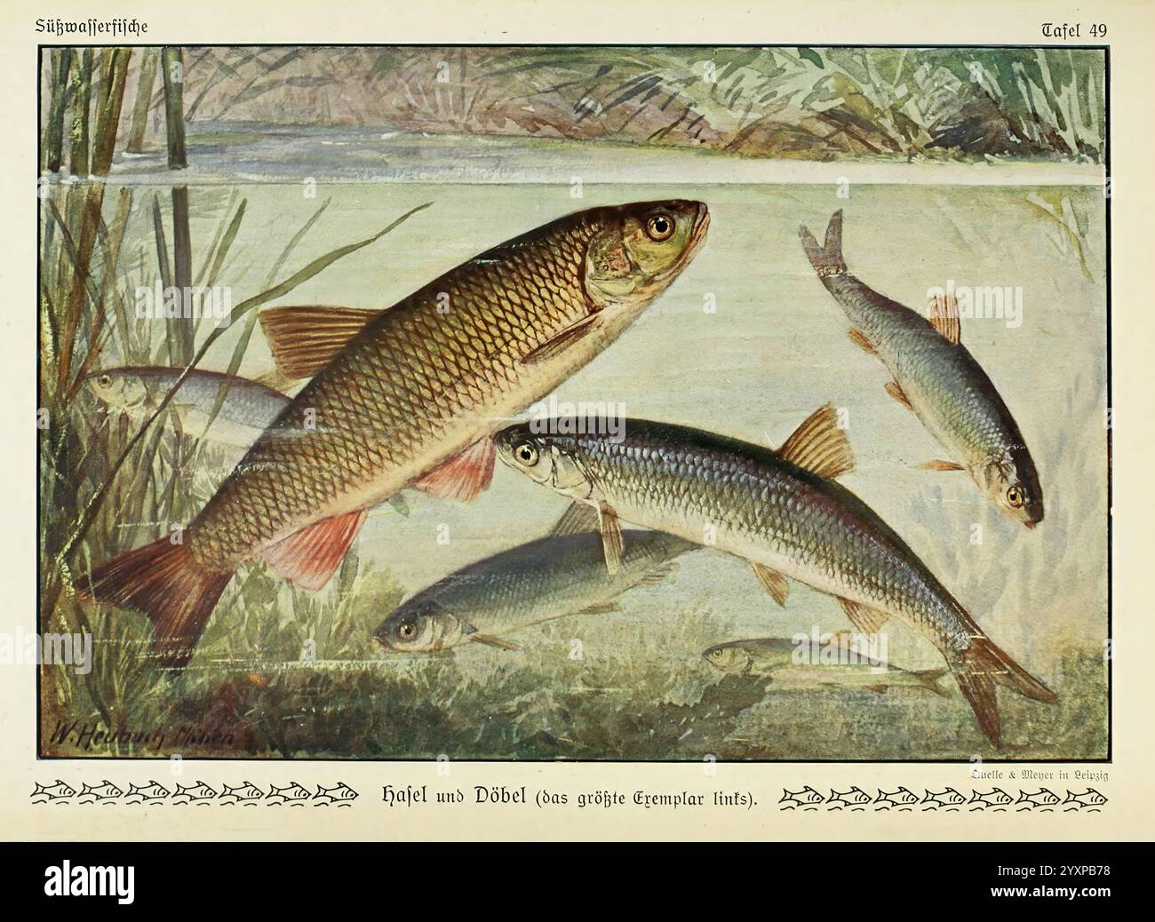 Unsere SuÌ, 6Ã8wasserfische Leipzig, Quelle & Meyer, 1913, 59743 ...