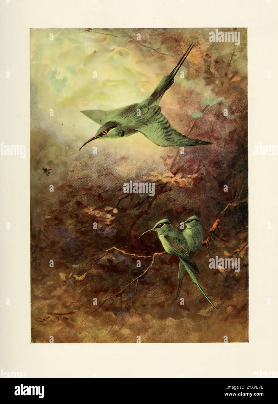 1909 birds egypt hi-res stock photography and images - Alamy