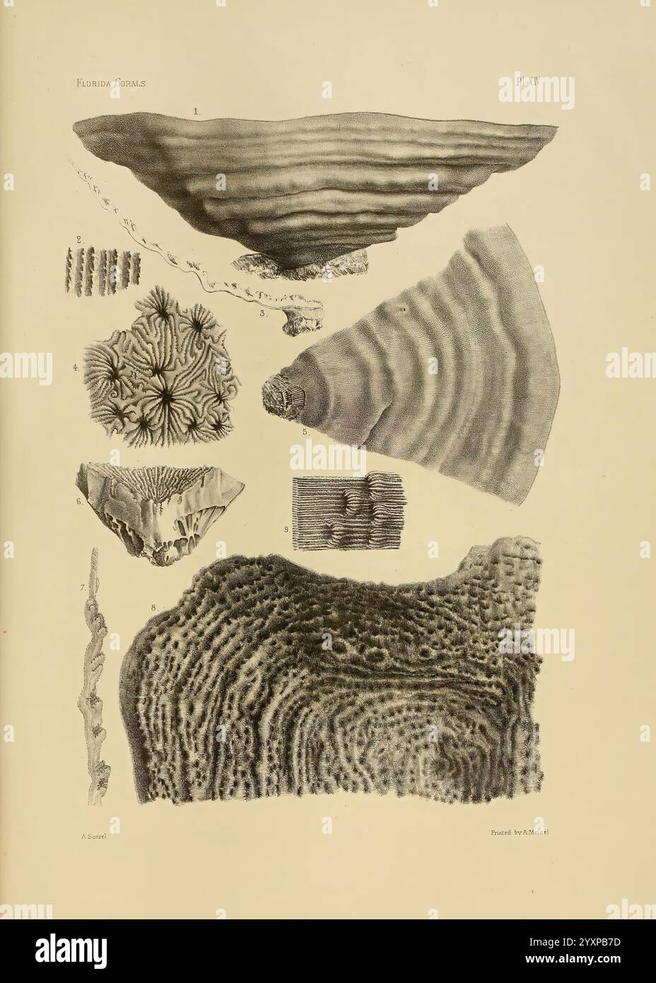 Layered patterns resembling hi-res stock photography and images - Alamy