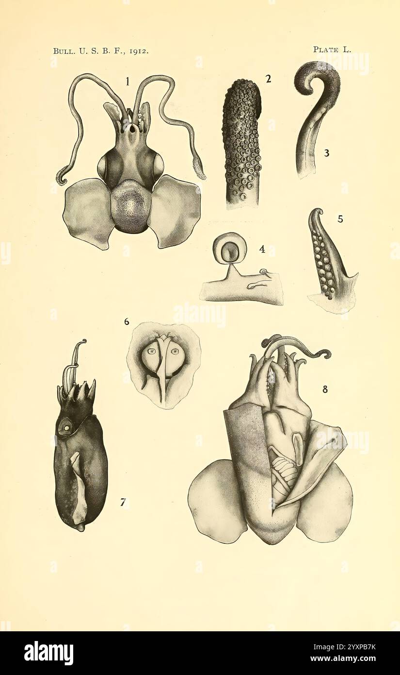 The Cephalopoda of the Hawaiian Islands Washington, Govt. Print, 1914 ...