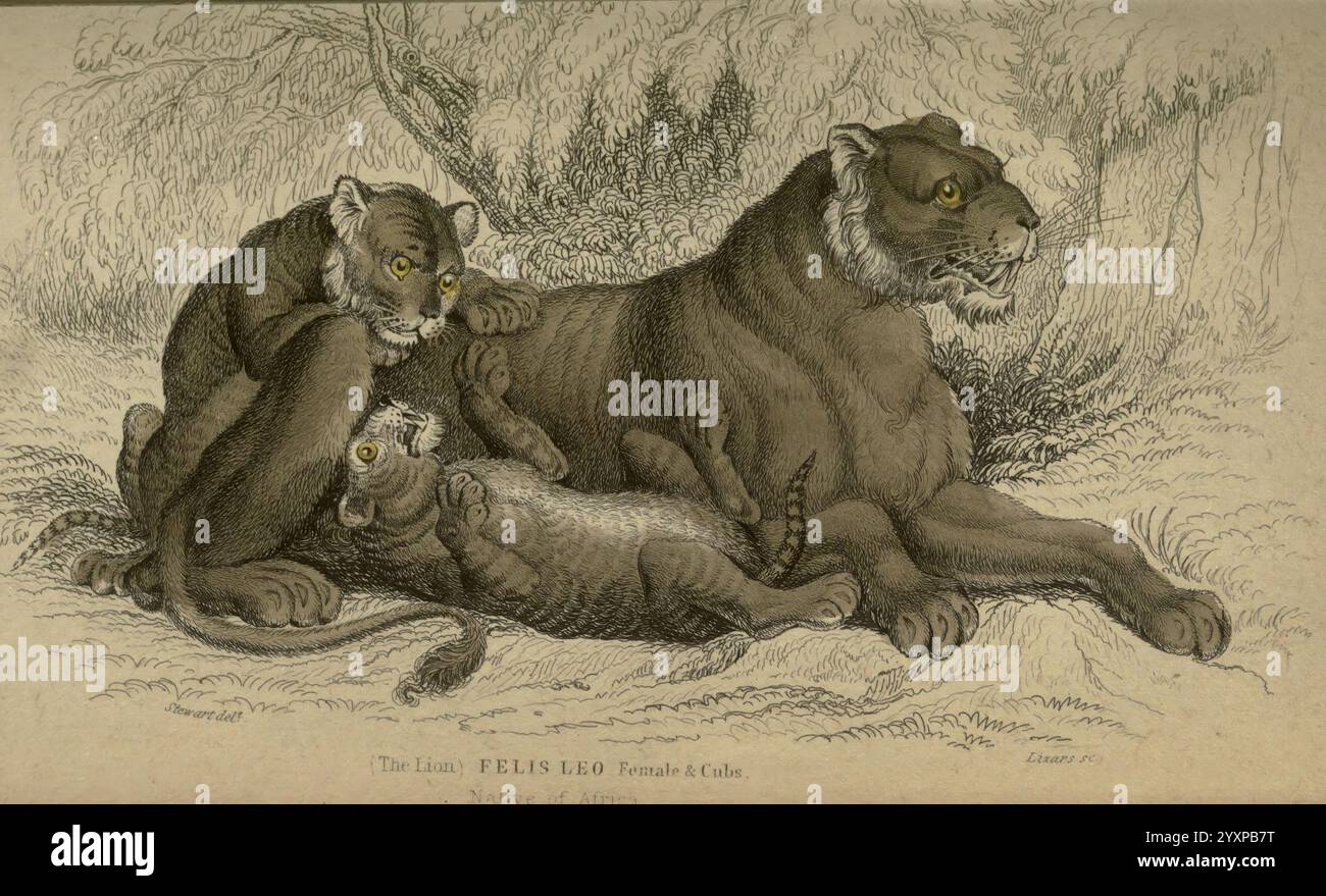 Playful lioness panthera leo hi-res stock photography and images - Alamy