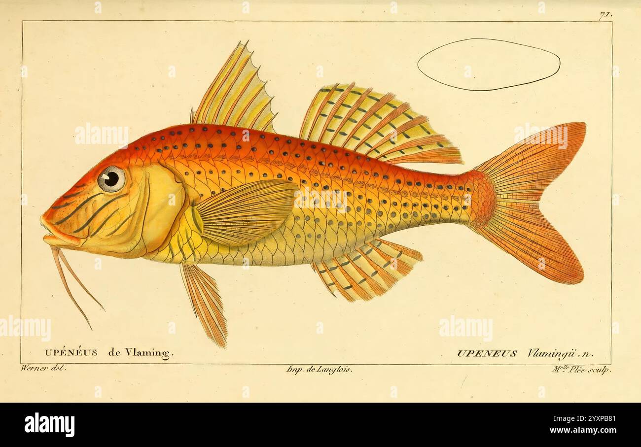 Histoire naturelle des poissons, Paris, Chez F. G. Levrault, 1828-1849 ...
