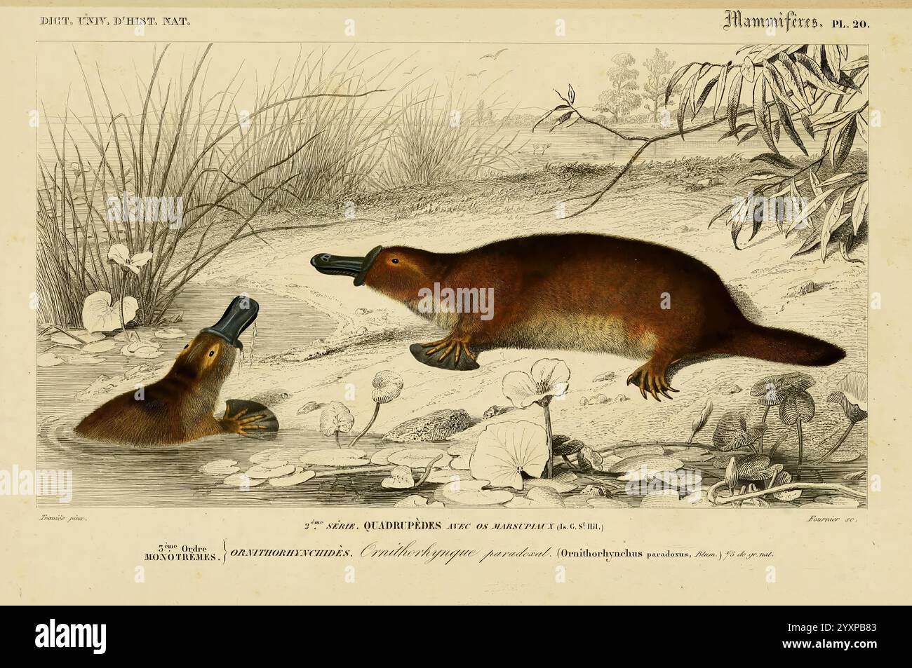 Two platypuses hi-res stock photography and images - Alamy