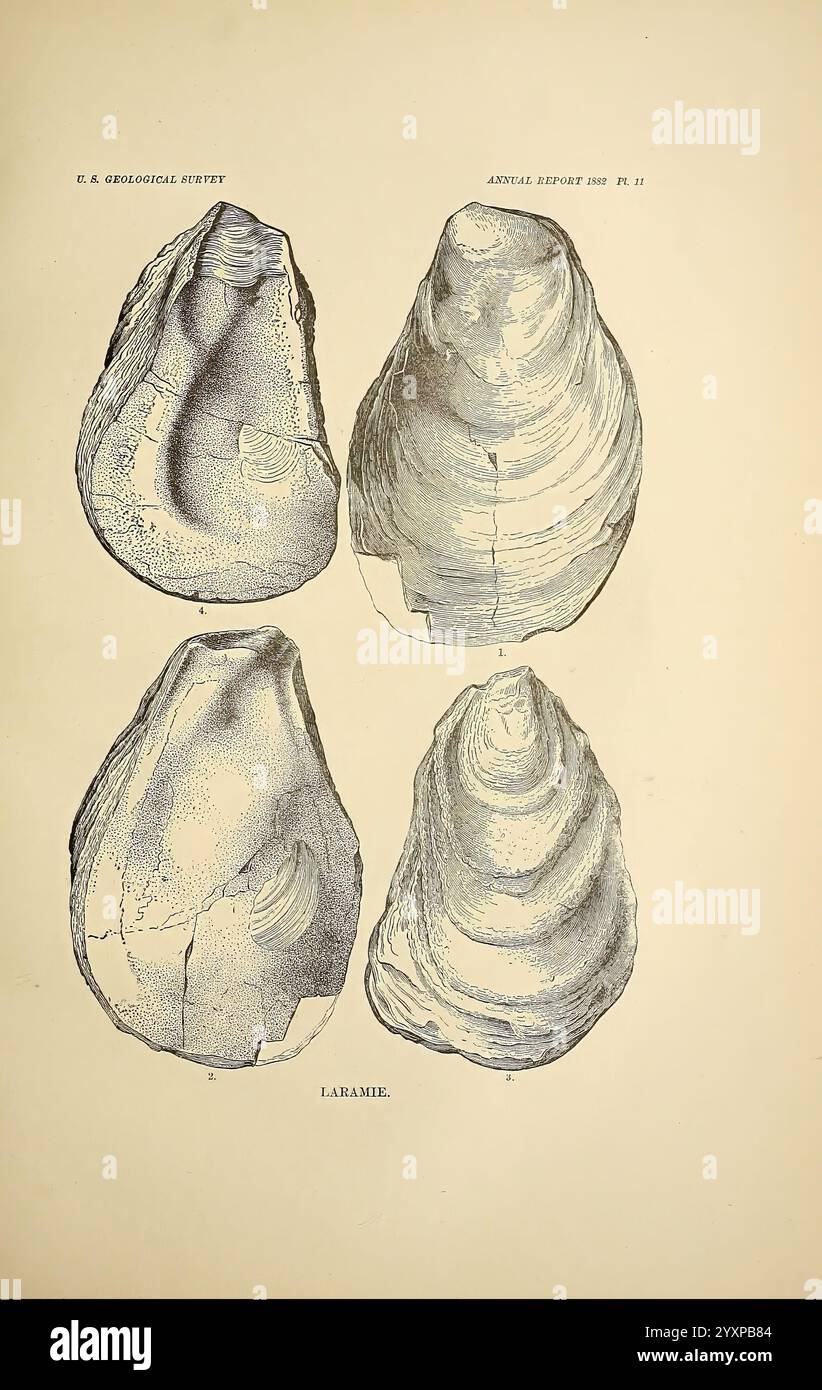 A review of the non-marine fossil Mollusca of North America, Washington ...