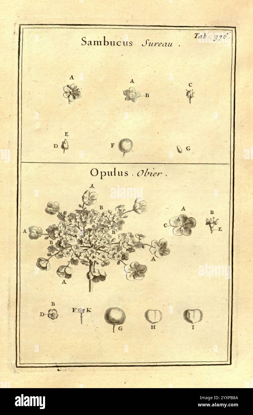Joseph Pitton de Tournefort, Institutiones rei herbariae, Parisiis, E Typographia Regia, 1700 ...