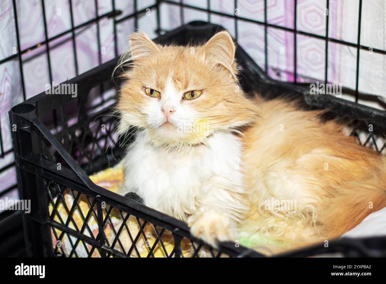 Fluffy orange cat sitting peacefully hi-res stock photography and ...