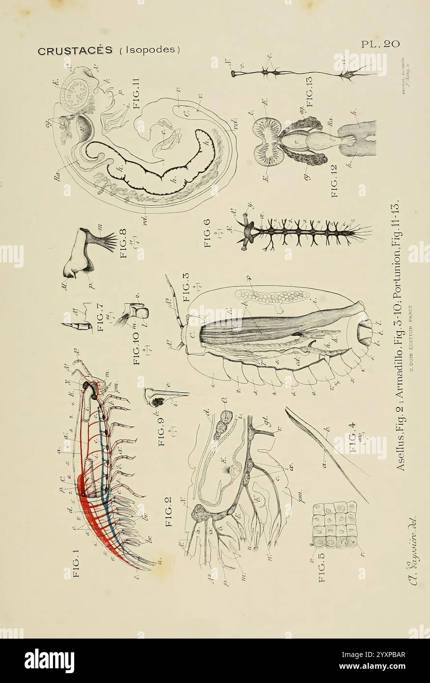 Labeled diagrams of different anatomical parts hi-res stock photography ...
