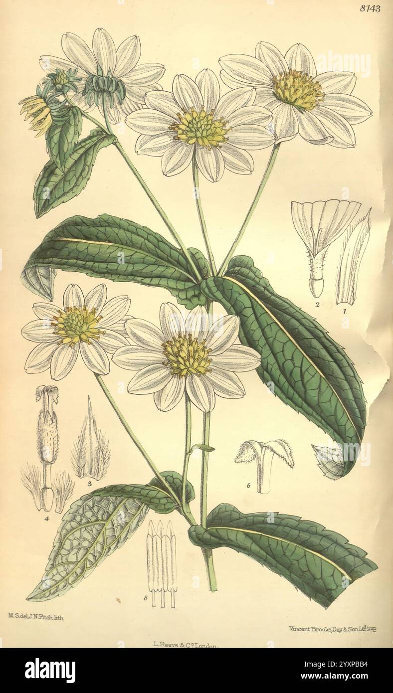 Featuring several delicate white flowers hi-res stock photography and ...