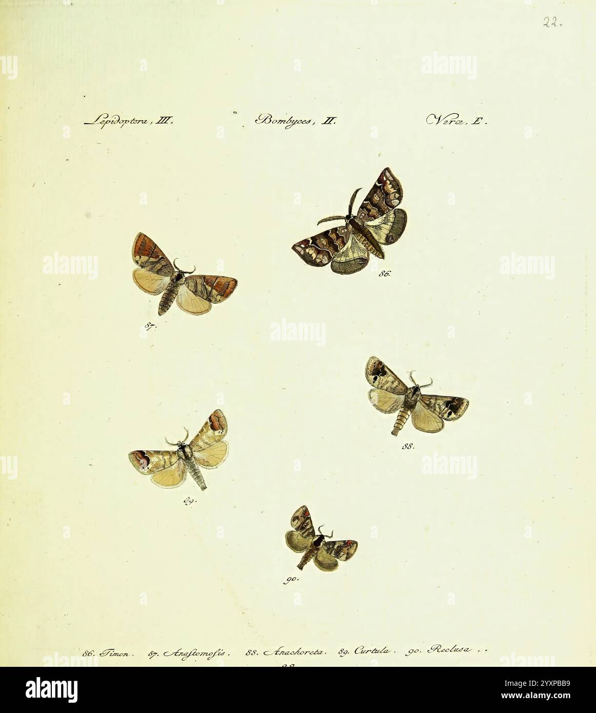 Five distinct moth species hi-res stock photography and images - Alamy