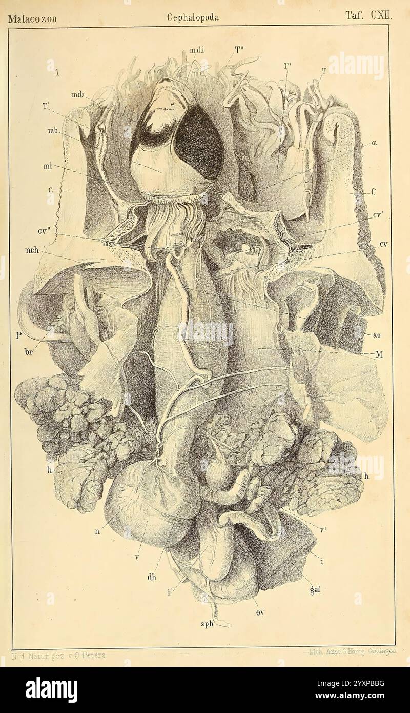 Intricate muscular system hi-res stock photography and images - Alamy