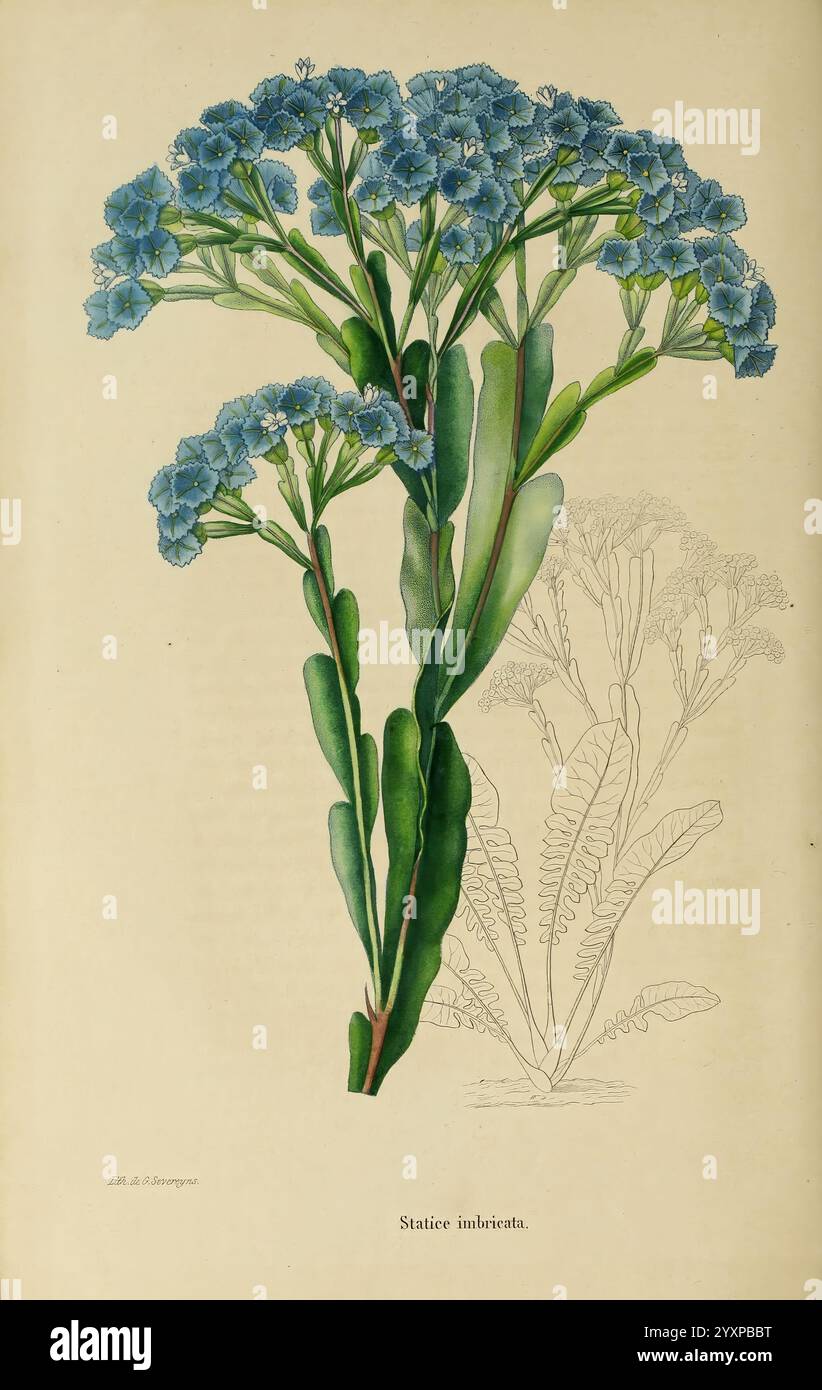 Plant statice imberbis hi-res stock photography and images - Alamy