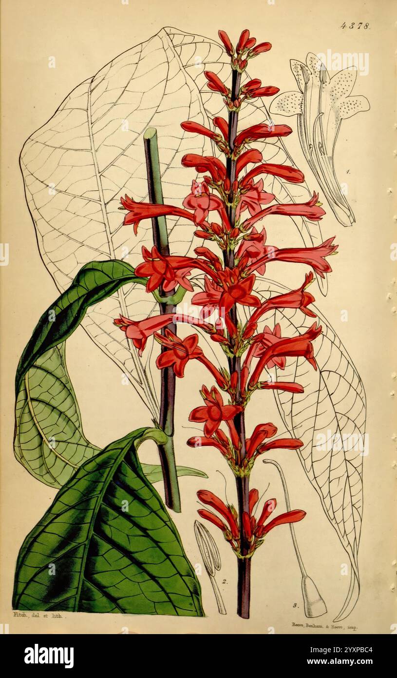 Curtis's Botanical Magazine London New York etc. botanical illustration ...
