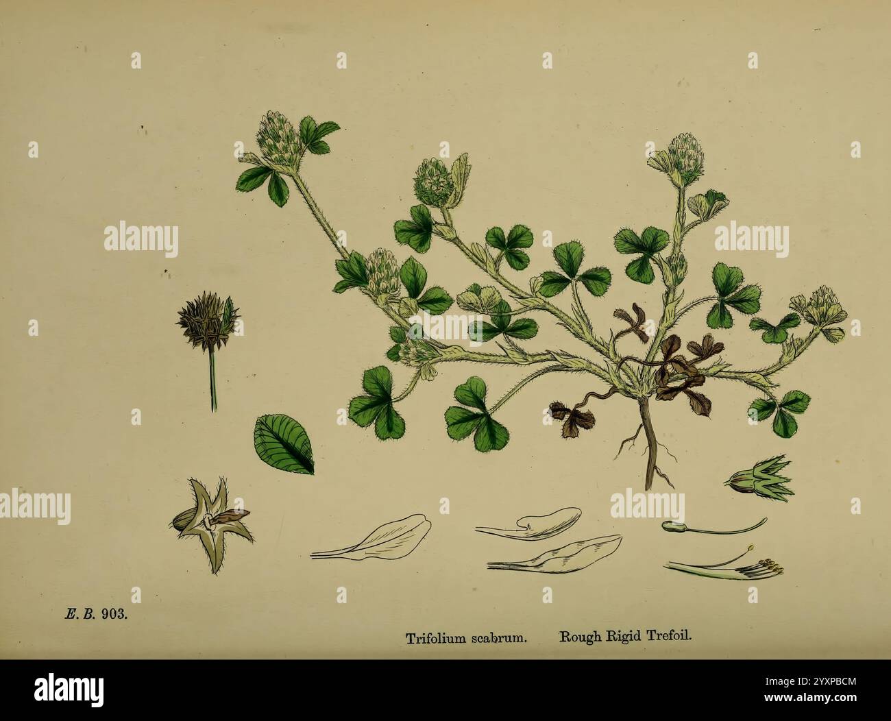 English botany, Coloured figures of British plants, London, R ...