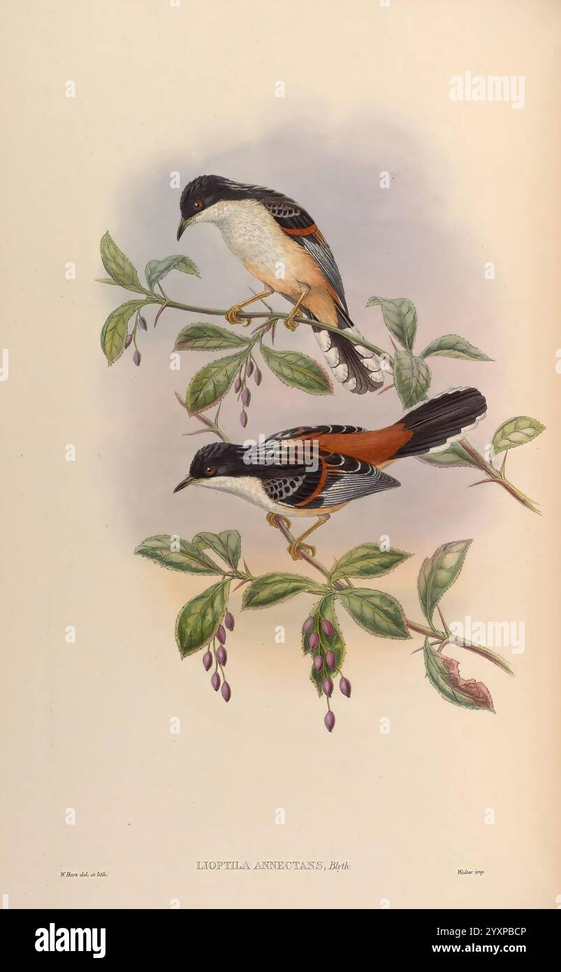Birds of Asia By John Gould 1850-1883 Asia Birds Pictorial works, Two ...