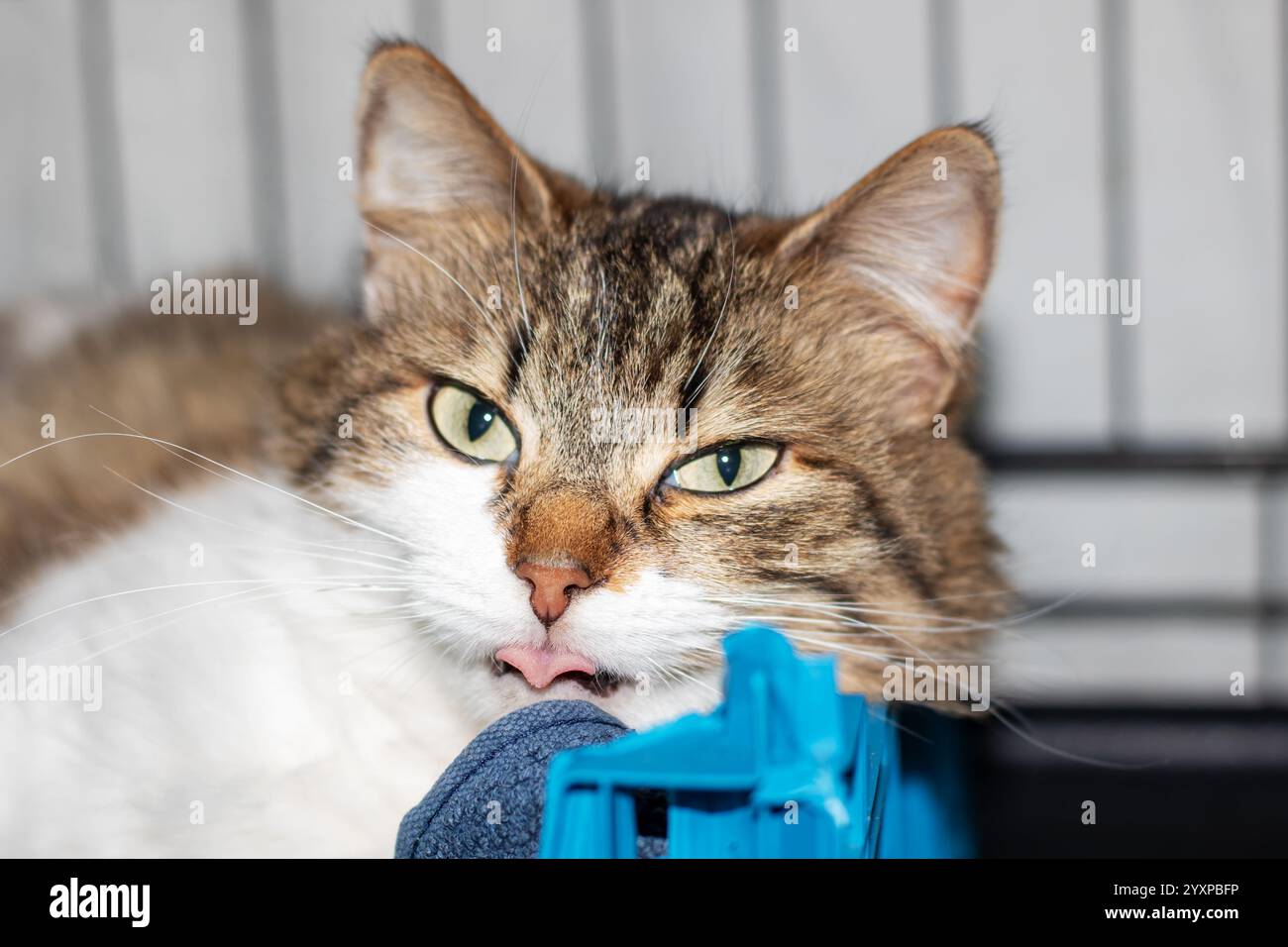 A cat is comfortably laying in a cage with its tongue playfully ...