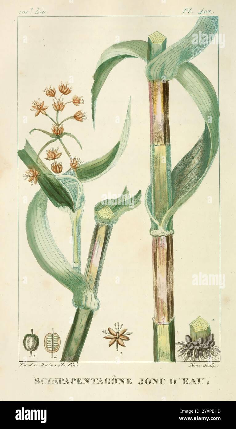 Flore pittoresque et médicale des Antilles, Paris, Pichard, 1821-1829 ...