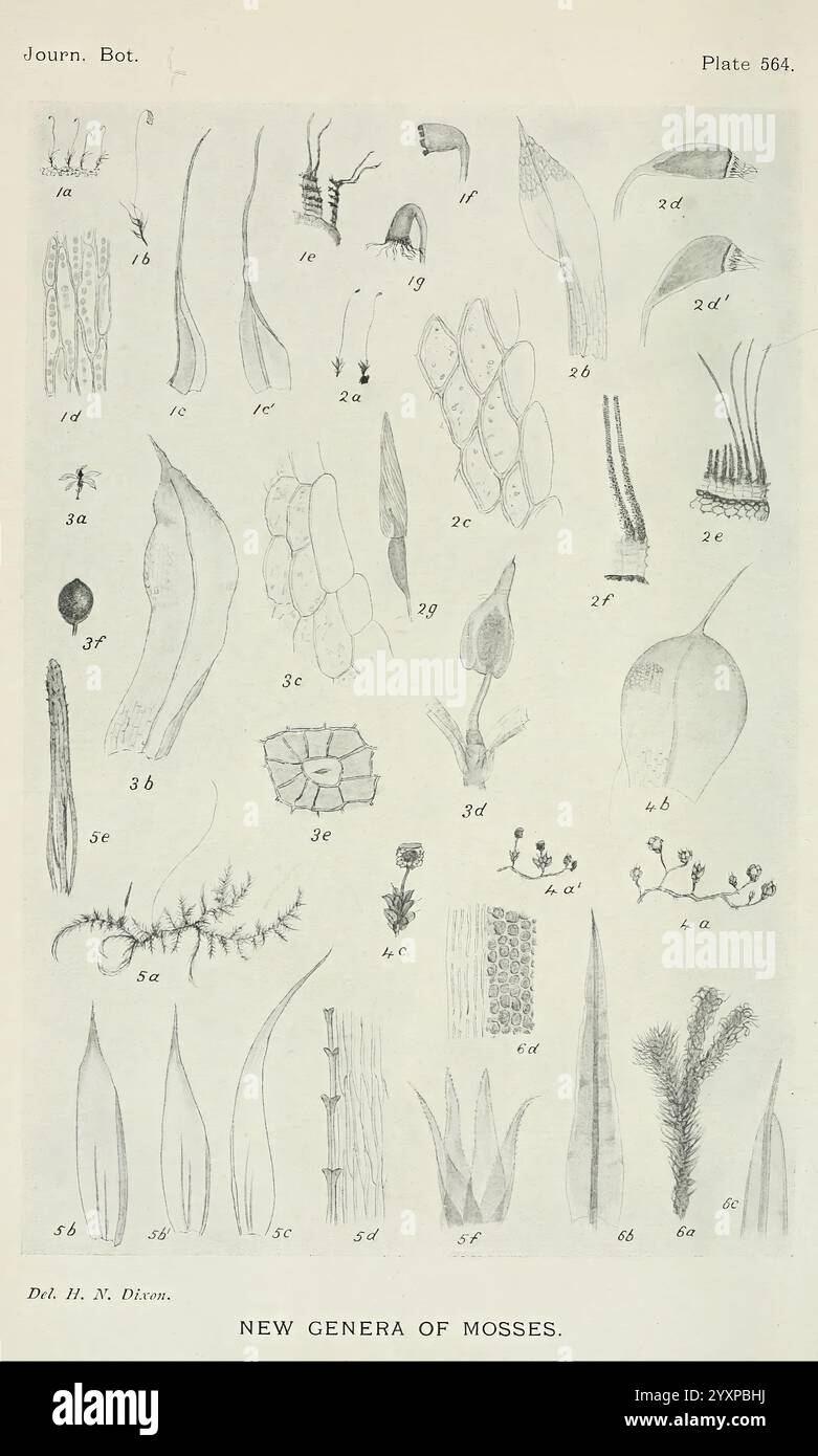 Journal of Botany, British and Foreign. London, Robert Hardwicke, 1863 ...