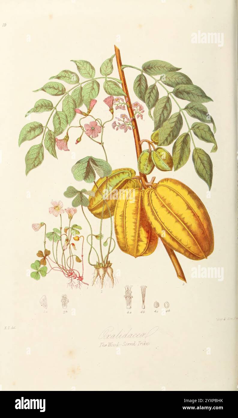 Illustrations of the Natural Orders of Plants with Groups and ...
