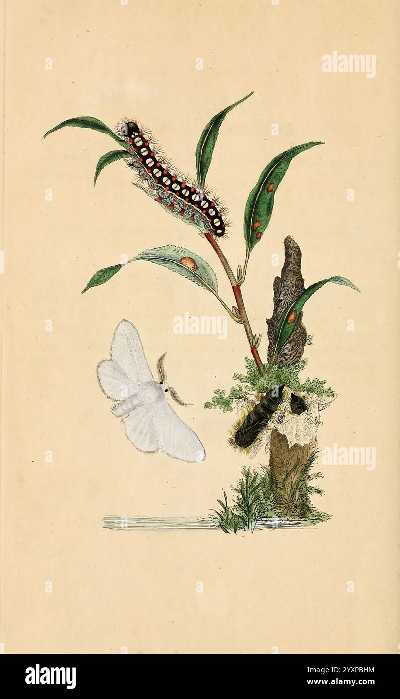 The natural history of British insects London, Printed, for the, author ...