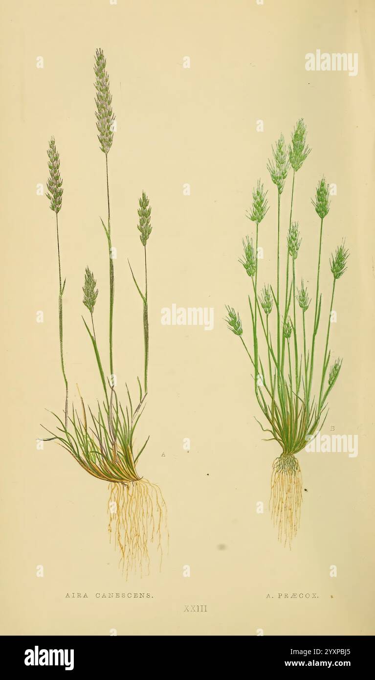 A natural history of British grasses London Groombridge 1858 Great ...